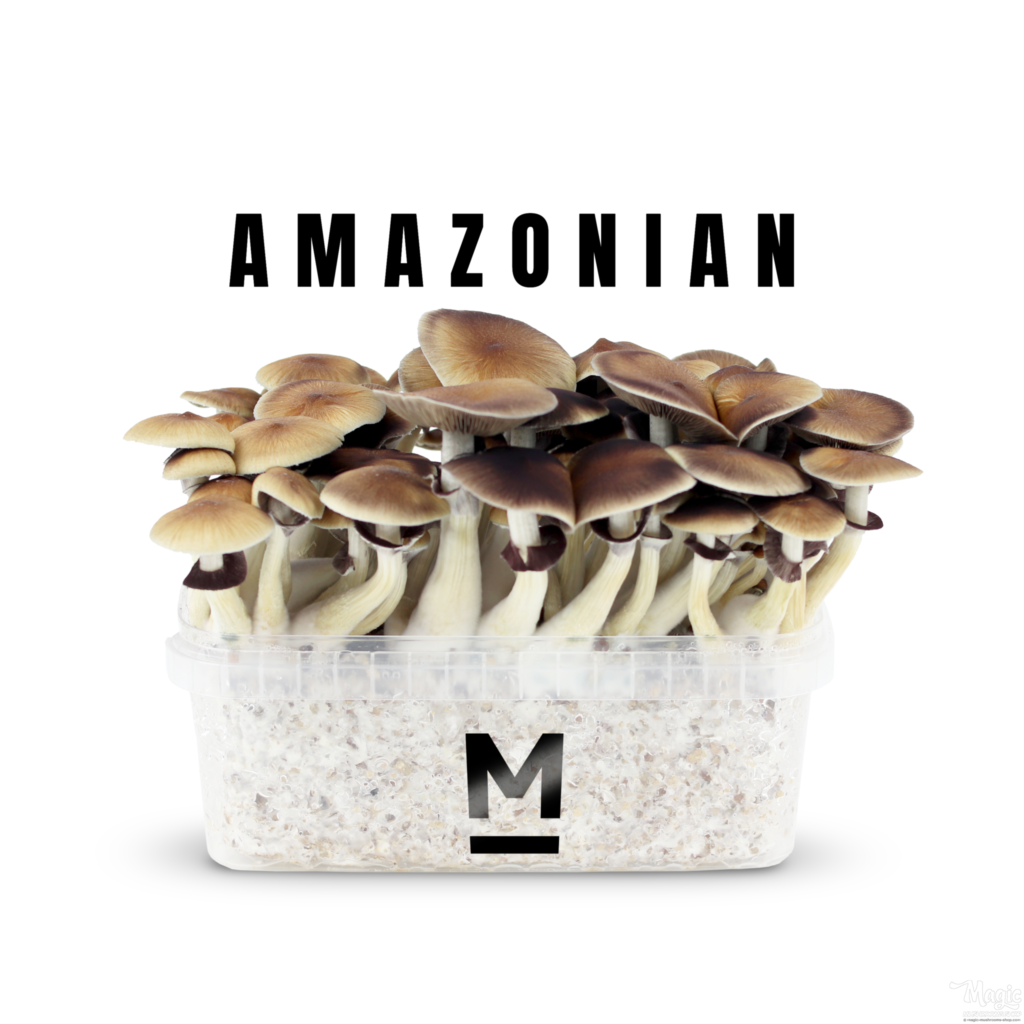 Magic Mushroom Grow Kit PES Amazon von Mondo Kaufen